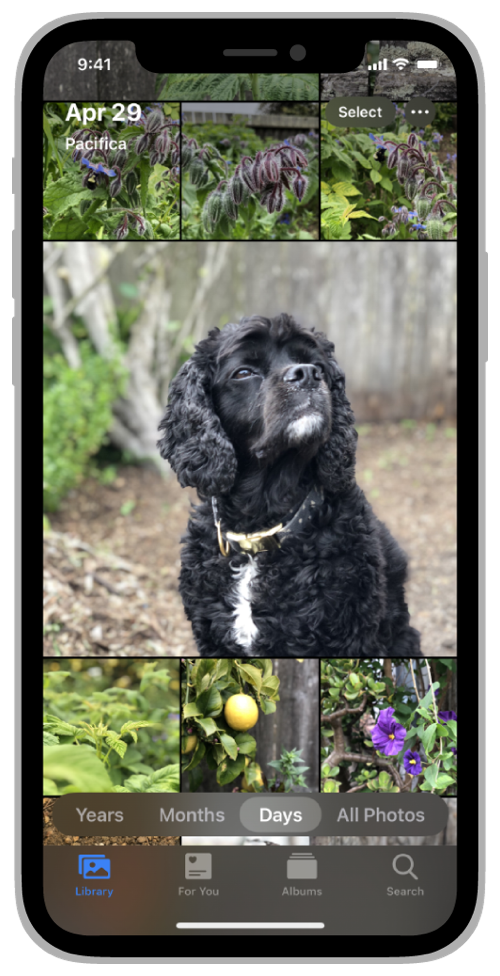 Collection views | Apple Developer Documentation
